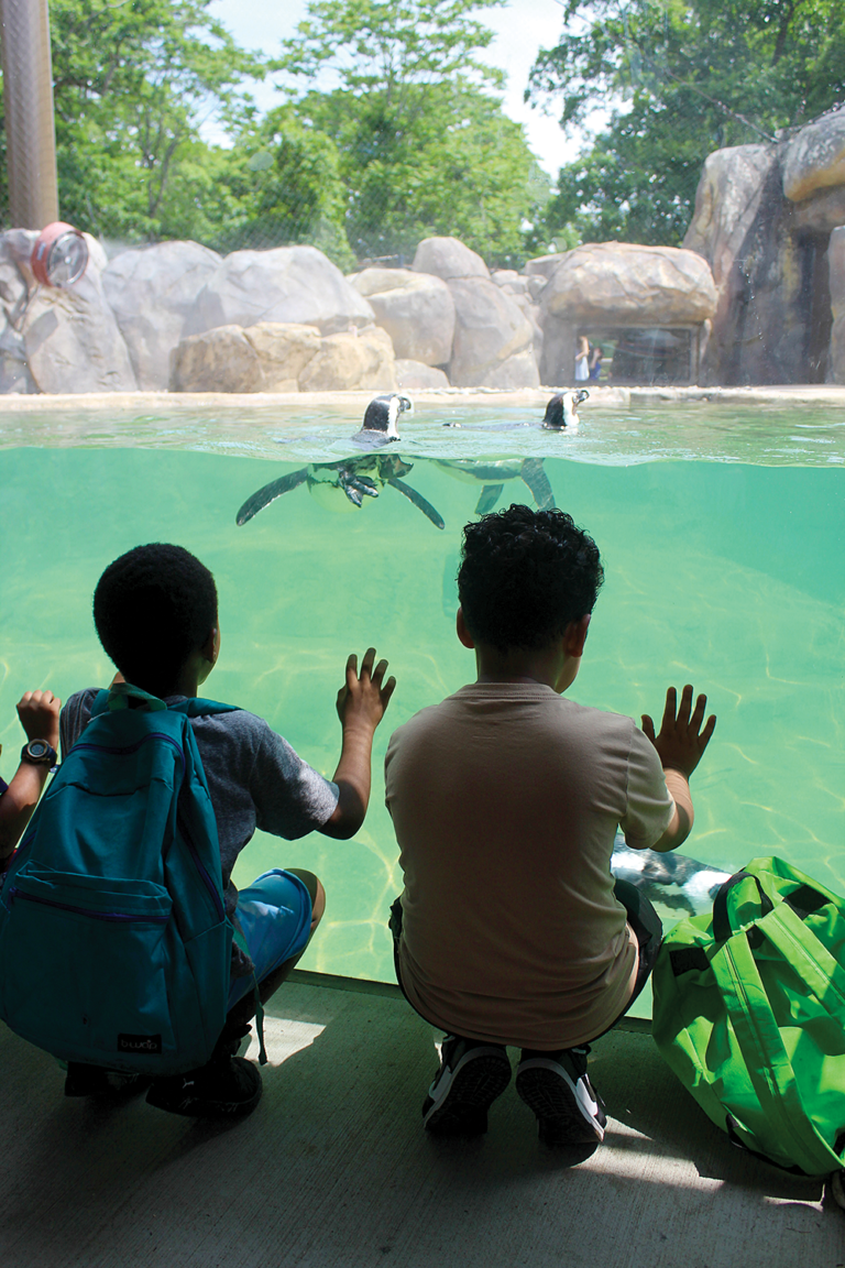 Penguins find a cool – and safe – new home at Franklin Park Zoo ...